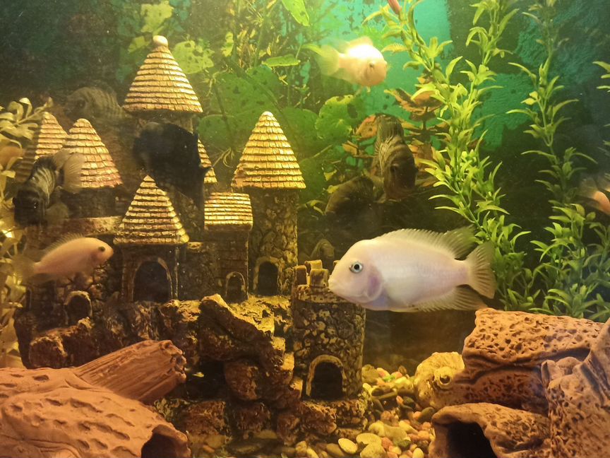 Аквариумные рыбки цихлиды