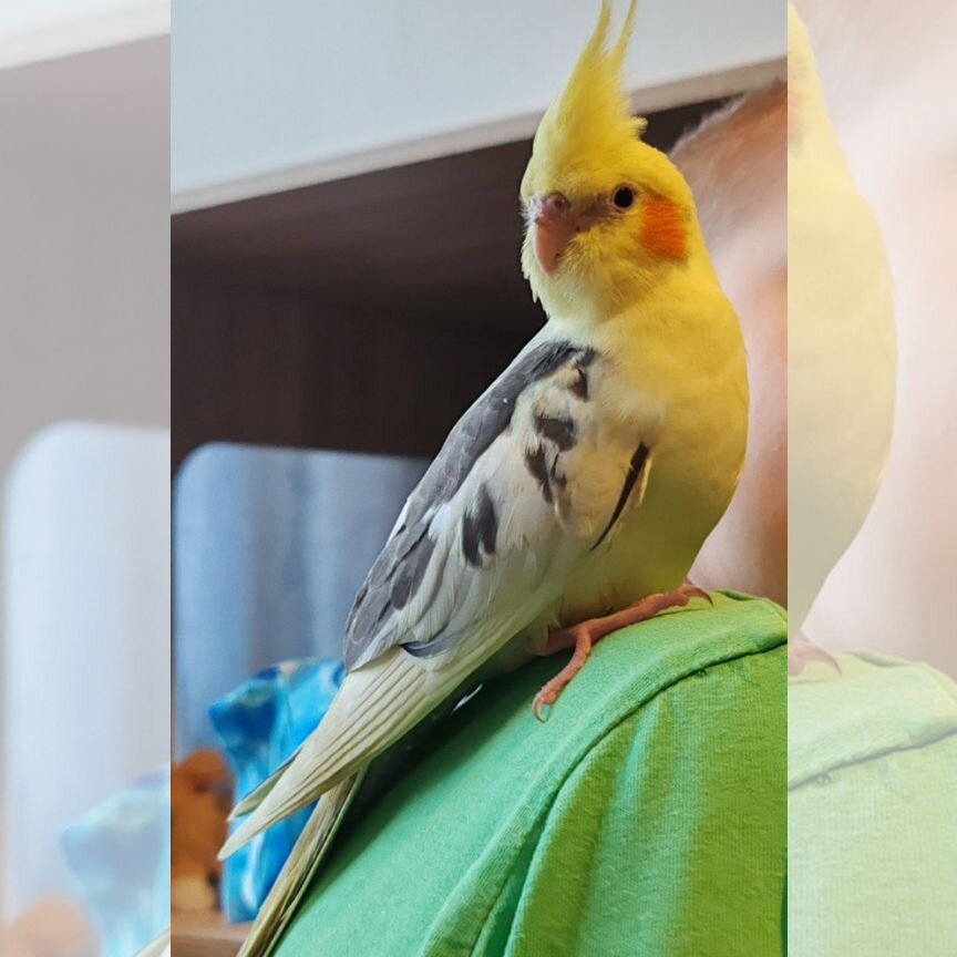 Попугай корелла мальчик с клеткой