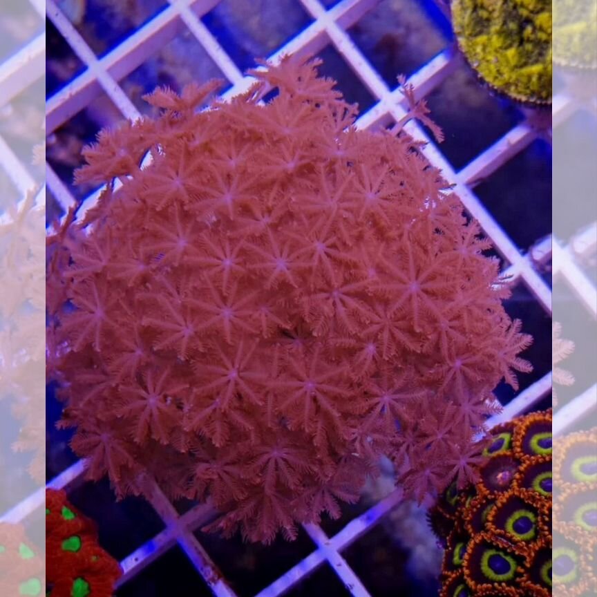 Живые кораллы в морской аквариум