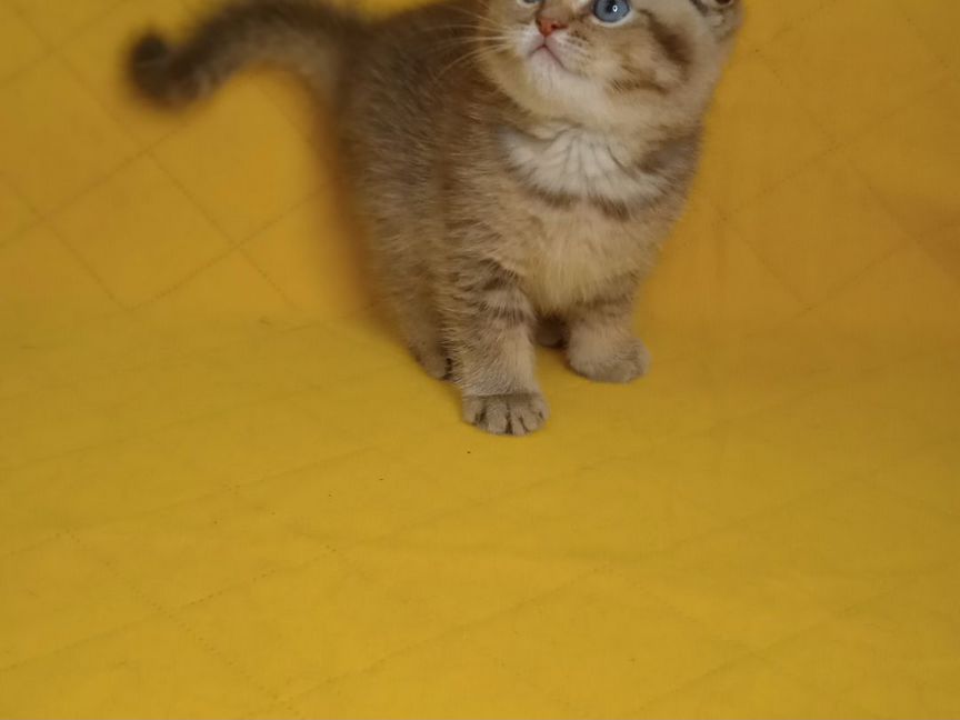 Шотландские котята золотая шиншилла