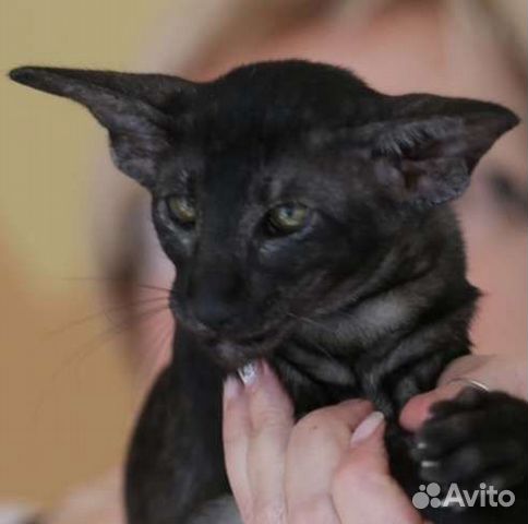 Ориентальная кошка