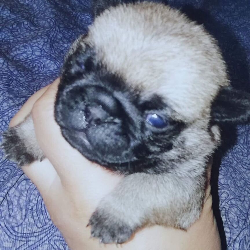 Щенки мопса