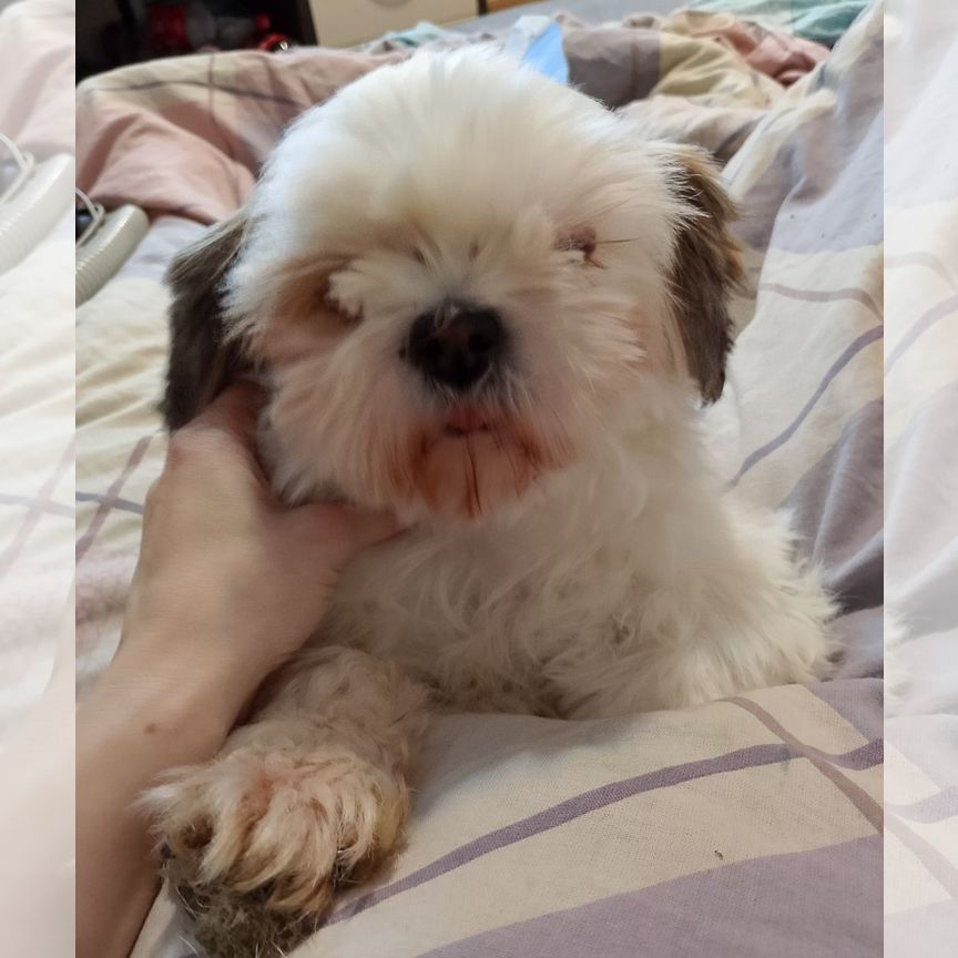 Ши-тцу, взрослая собака