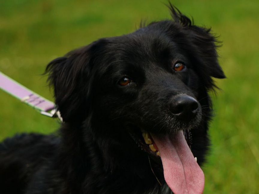 Собака в добрые руки отдам бесплатно