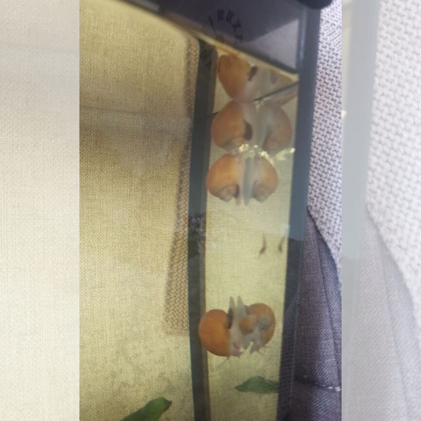 Улитки аквариумные ампулярии