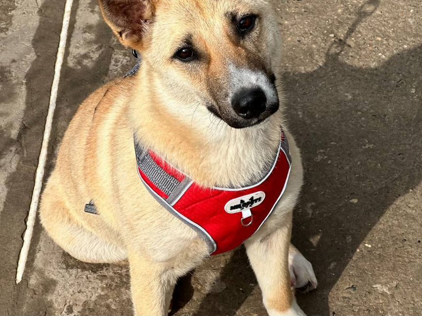 Небольшая собака в добрые руки (мальчик)