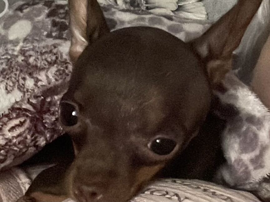 Русский той-терьер мини