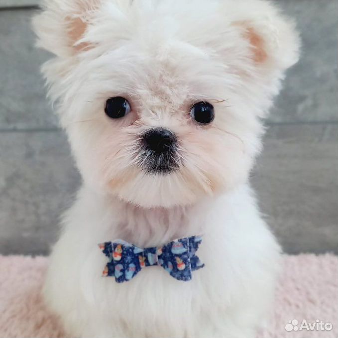 Вязка. Случка. Мальтезе мальчик