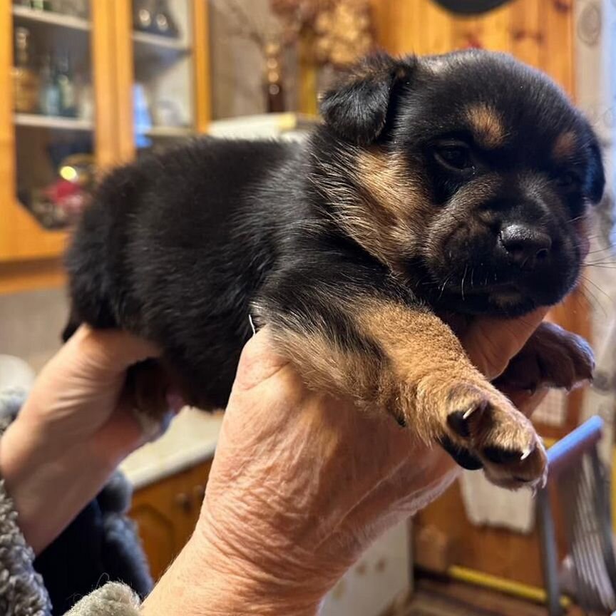 Щенок в добрые руки