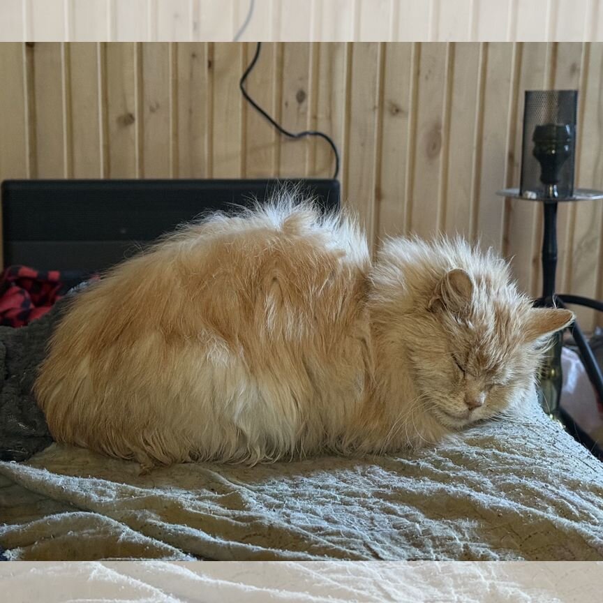 Взрослый кот в добрые руки