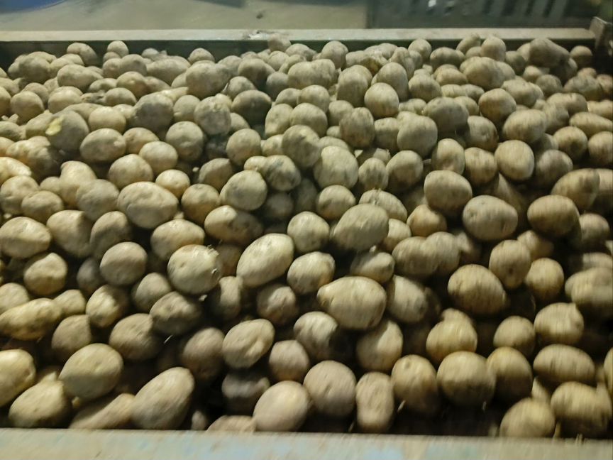 Картофель мелкий на корм скоту