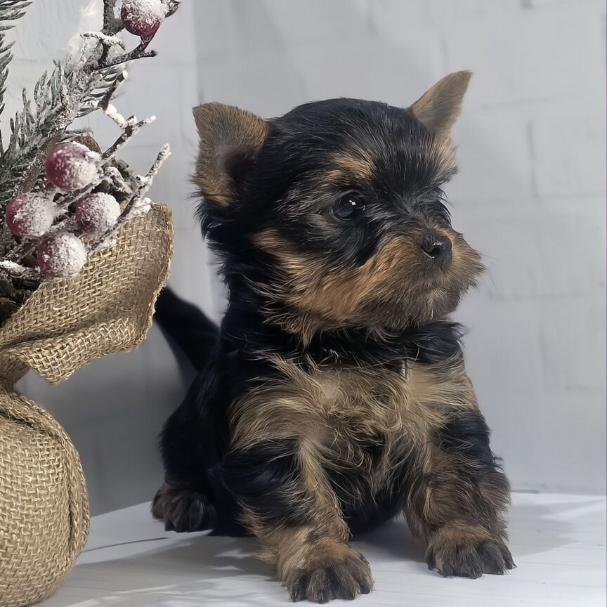 Йоркширский терьер, щенок