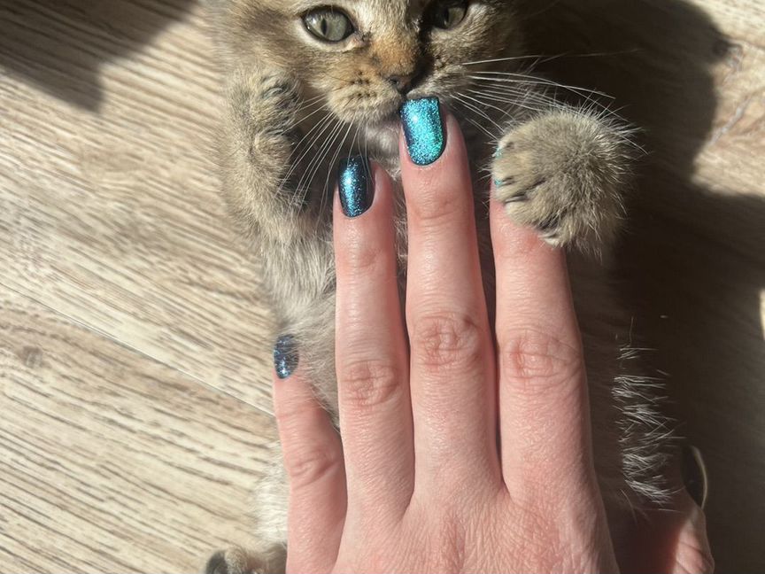Шотландский вислоухий котенок девочка кошка