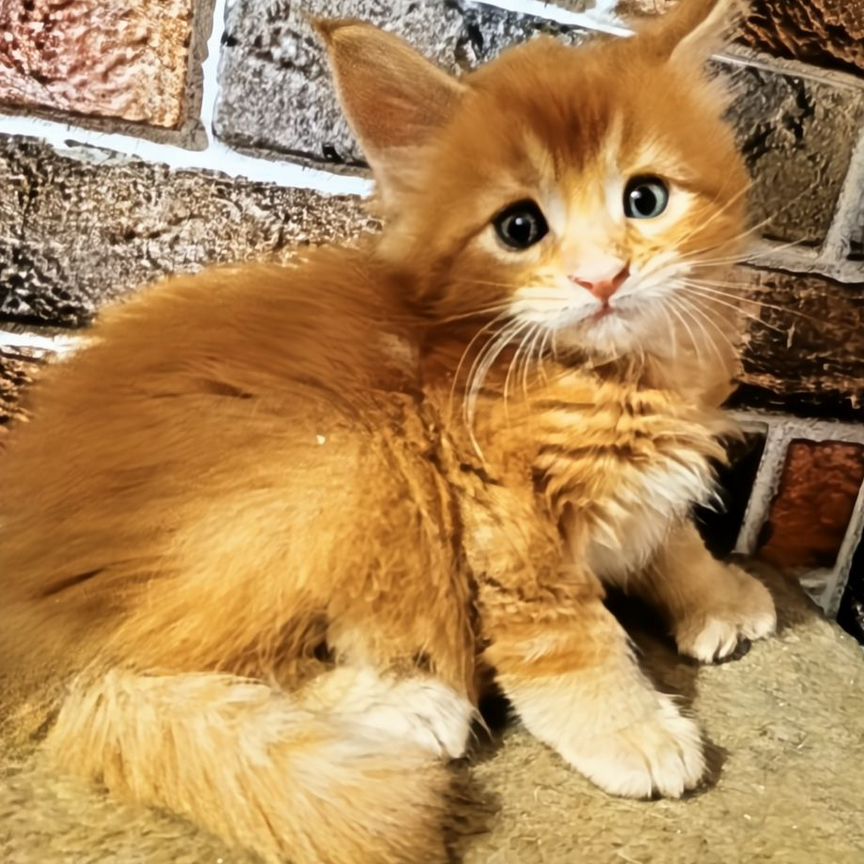 Мейн-кун котёнок