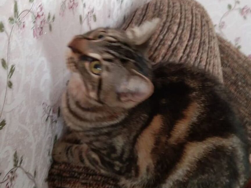 Котенок в добрые руки