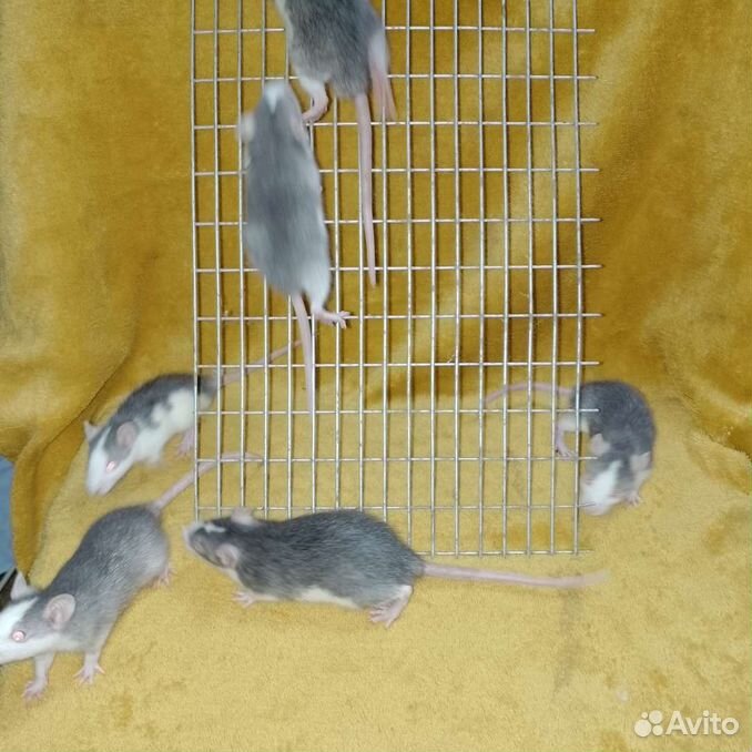 Крыса хаски 1 месяц