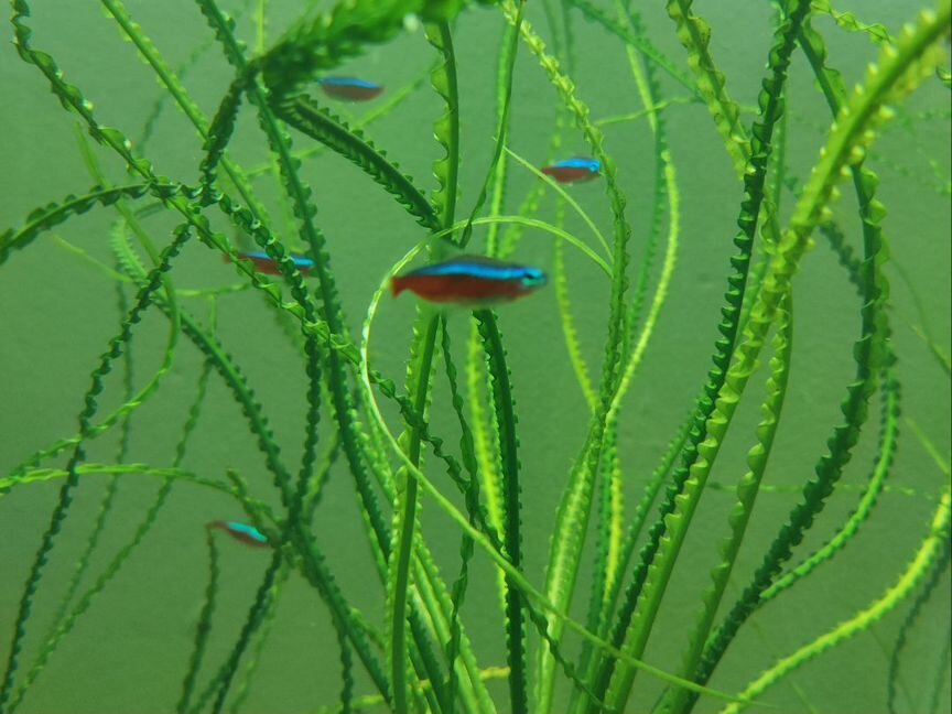 Растения для аквариума Кринум волнистый