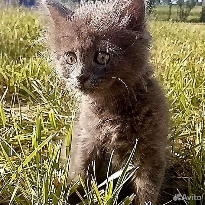 Красавица Эльза в добрый дом
