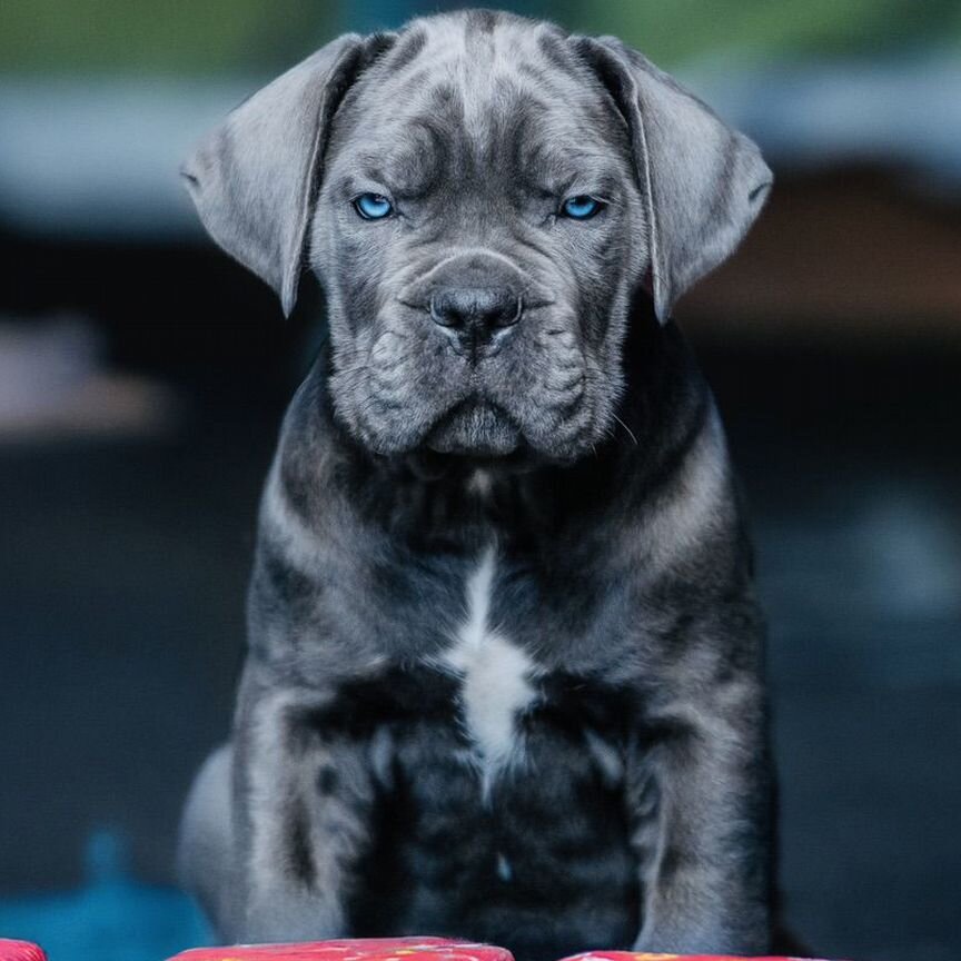 Кане корсо щенки серого и черного окраса