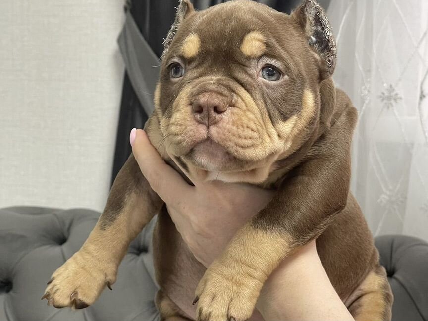 Американский булли экзот