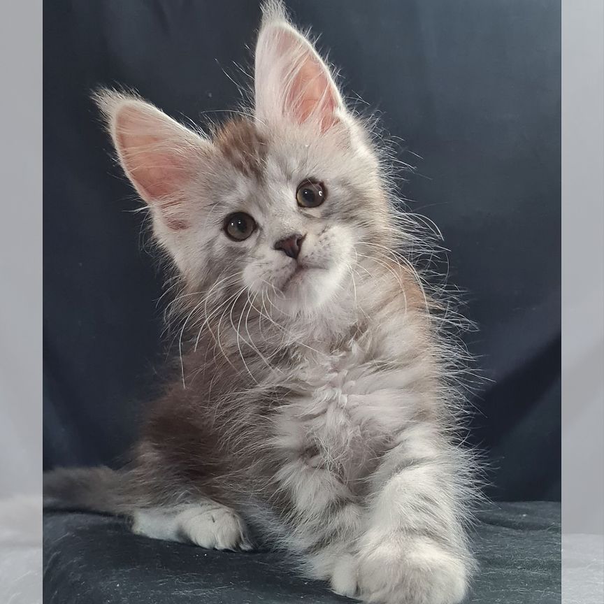 Мейн-кун котенок серебряный