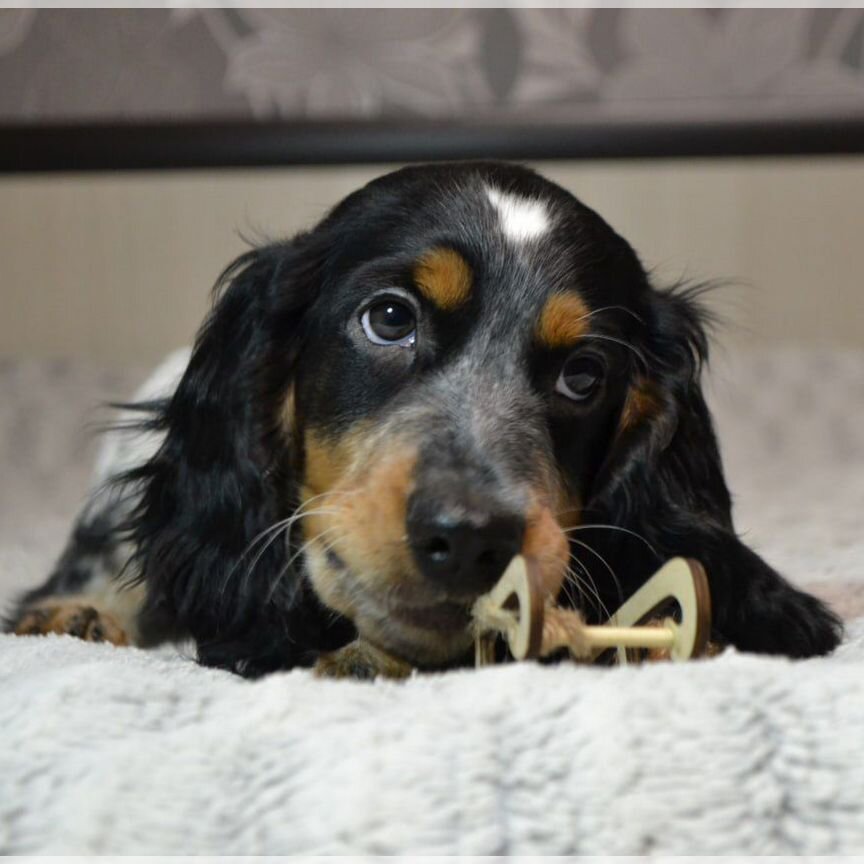 Русский охотничий спаниель, щенок