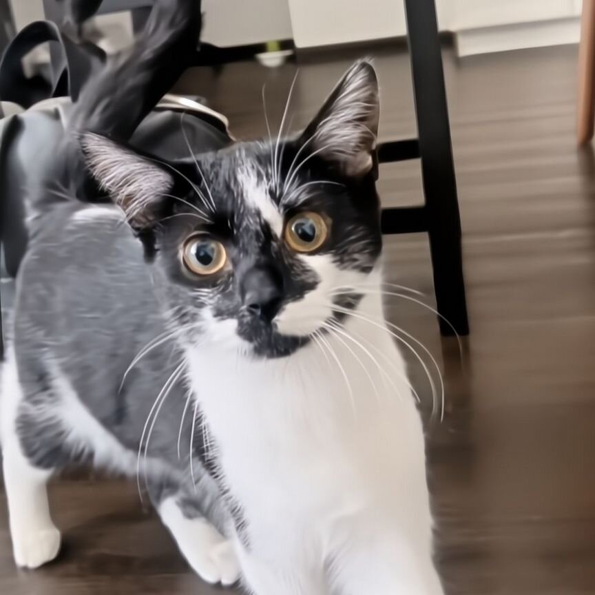 Котёнок в добрые руки