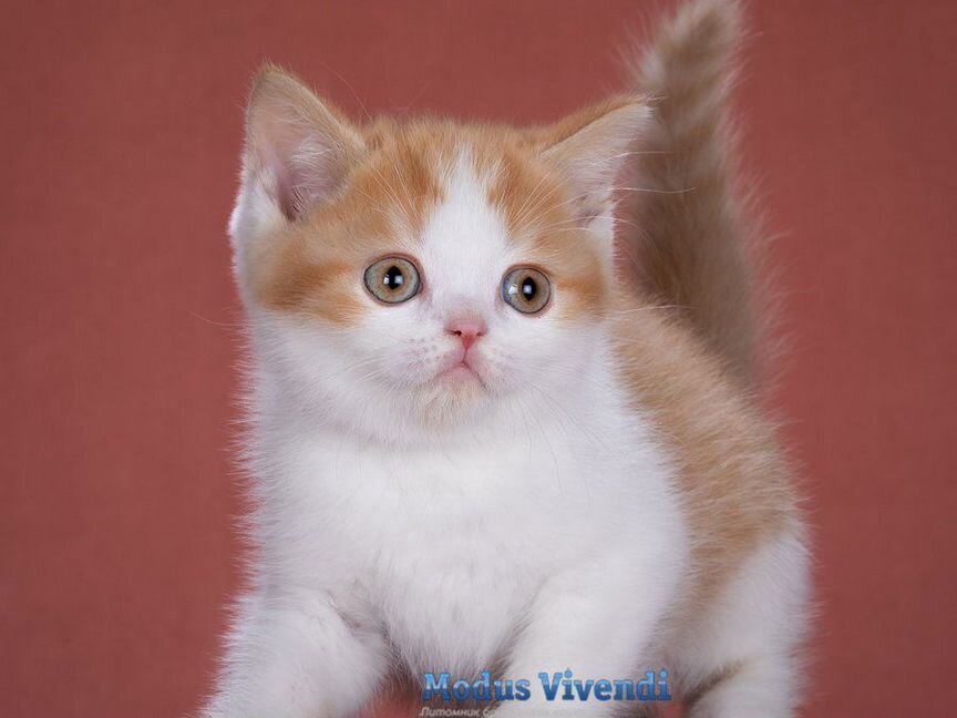 Шикарные британские котята