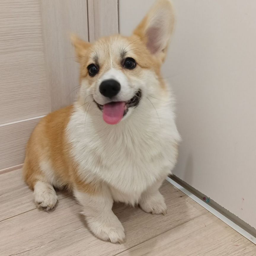 Вельш Корги Пемброк, щенок