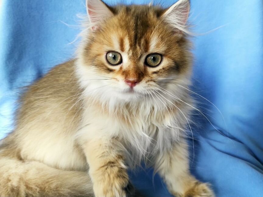 Британские котята
