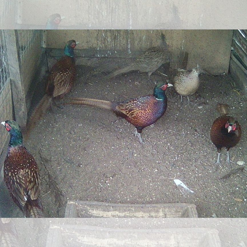 Фазаны охотничие