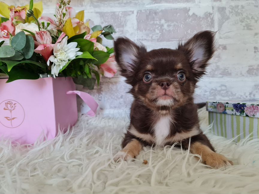 Щенки чихуахуа