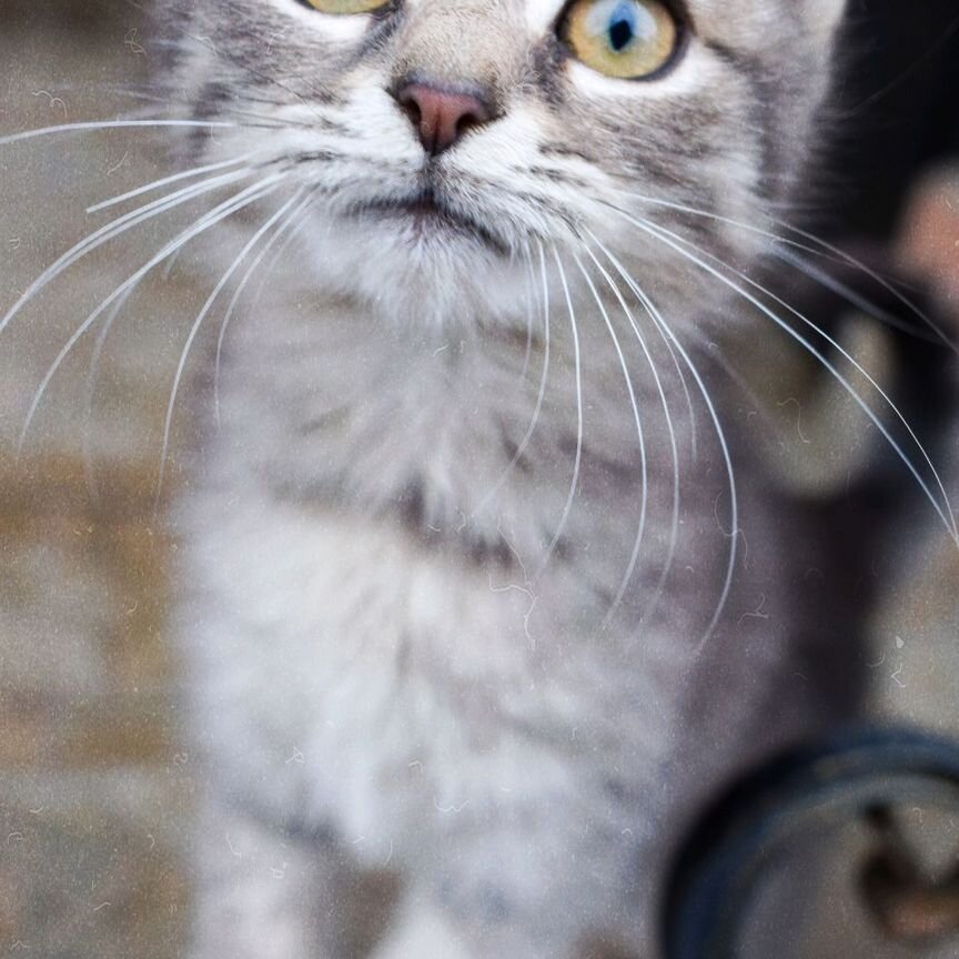 Британские котята