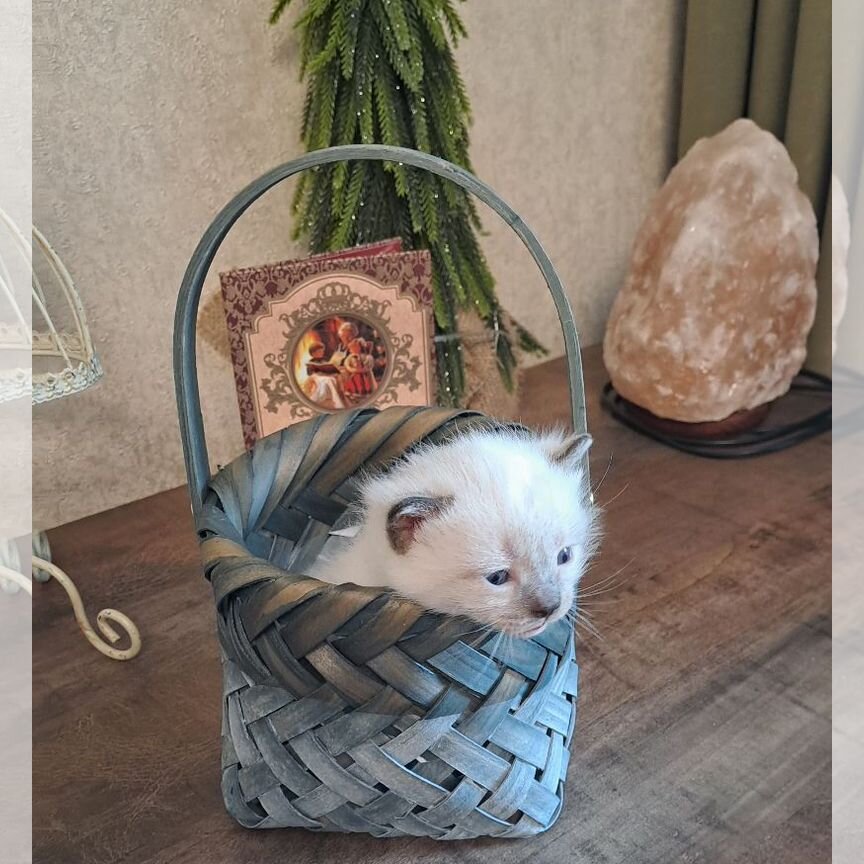 Сиамский котёнок