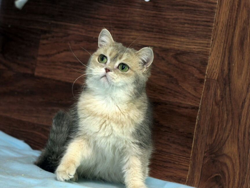 Голубая золотая шиншилла