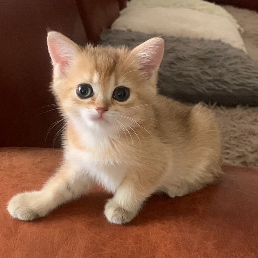 Котята