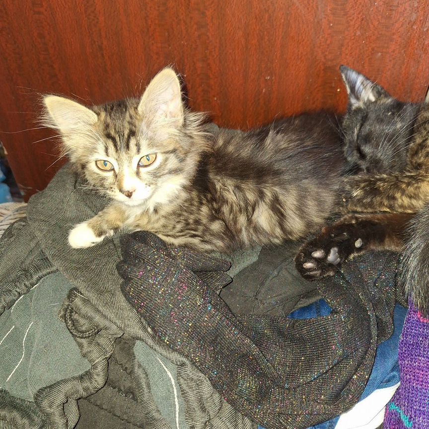 Котёнок в добрые руки