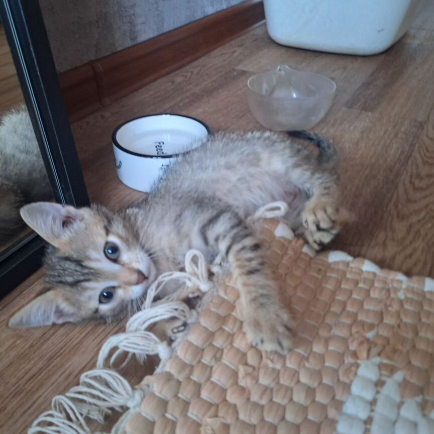 Котёнок в добрые руки