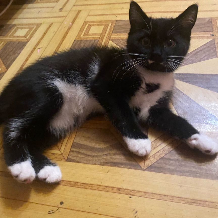 Котята в добрые руки бесплатно девочка 2.5 месяца