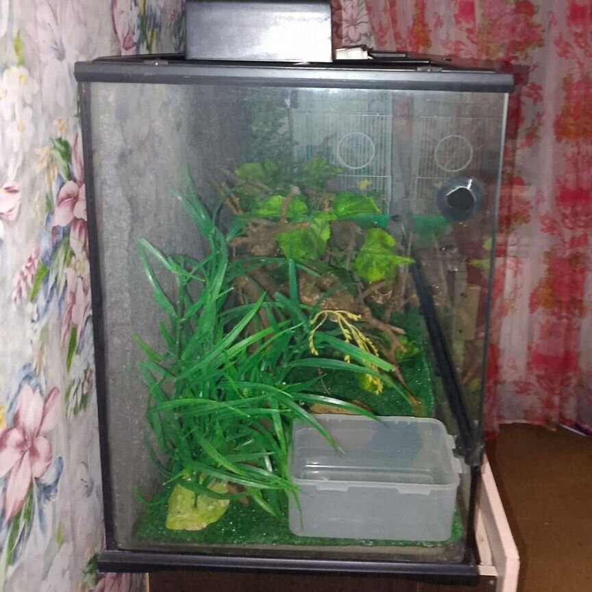 Террариум для рептилий