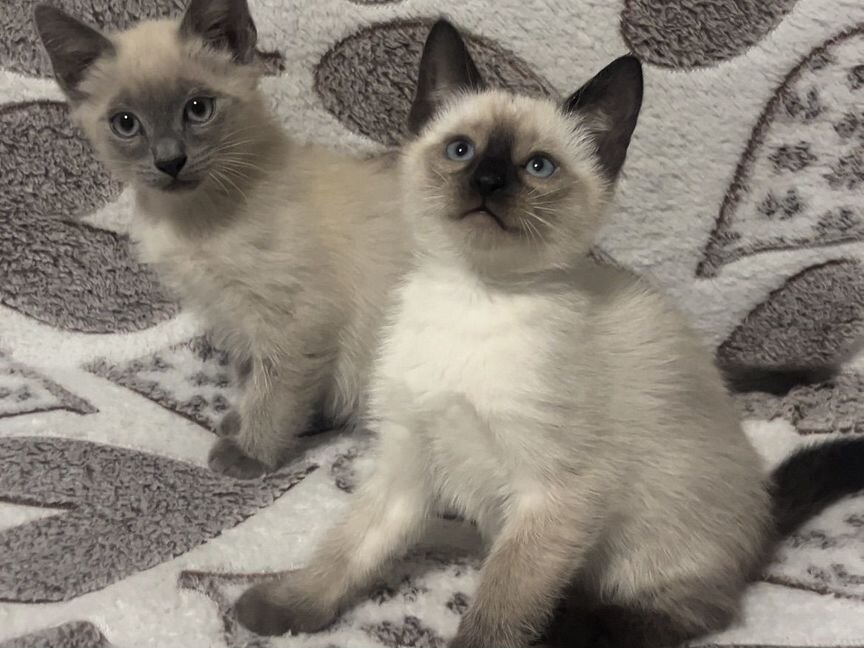 Тайские котята