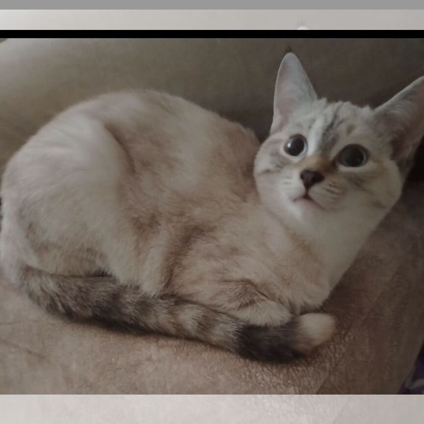 Сиамский котёнок