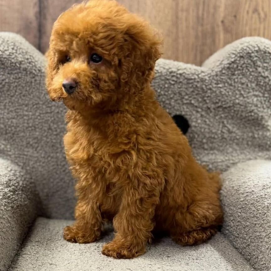 Той-пудель, щенок