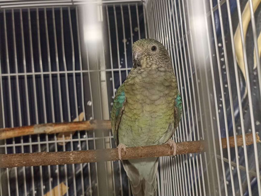 Певчий попугай