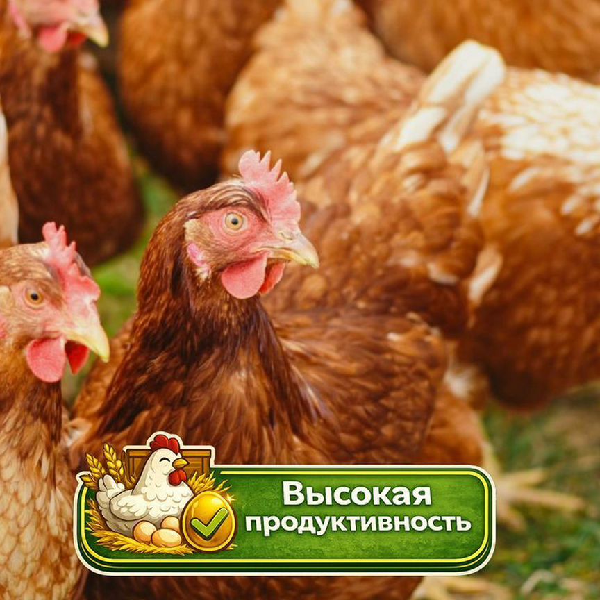 Куры несушки с доставкой
