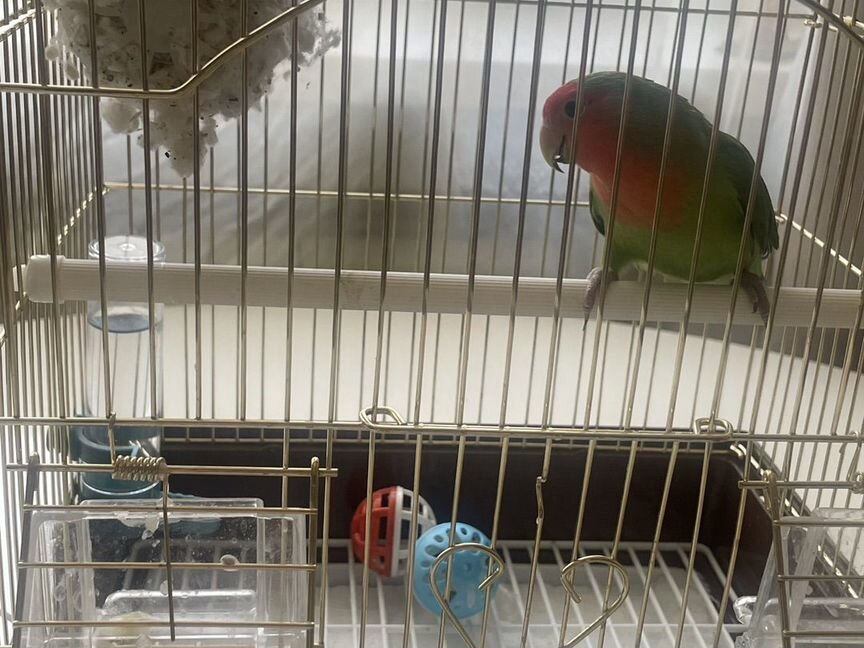 Попугай неразлучники с клеткой