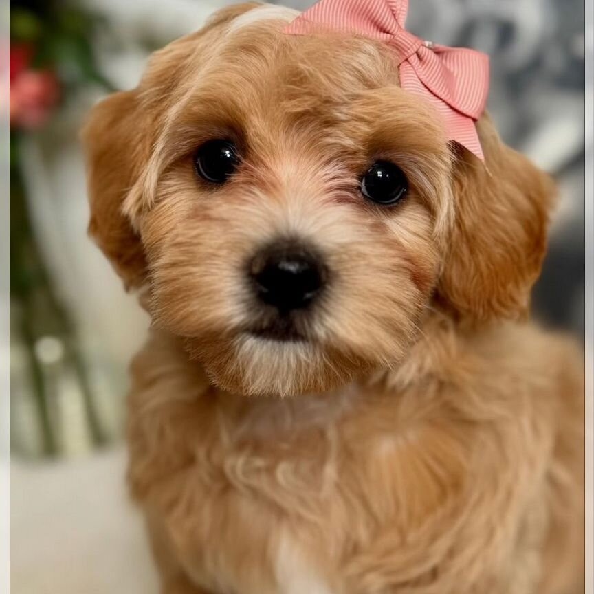 Мальтипу, щенок