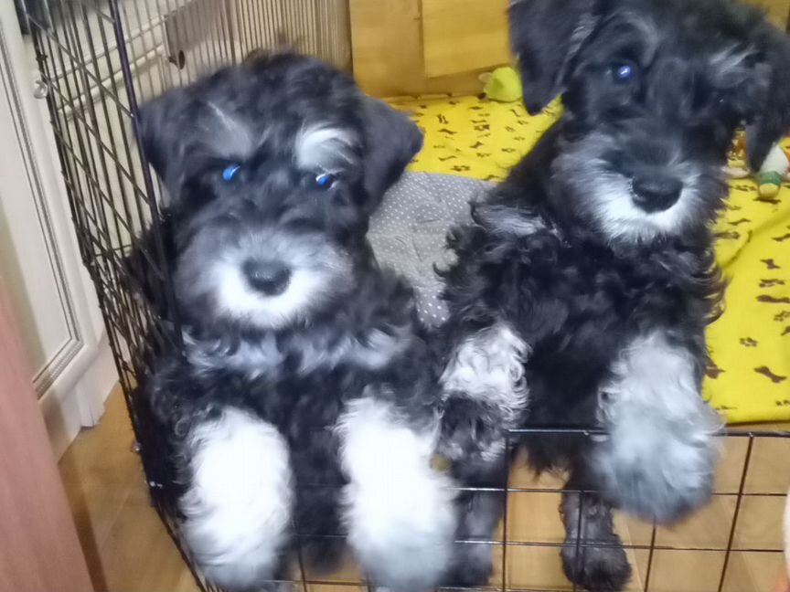 Цвергшнауцер девочка 2.5 мес