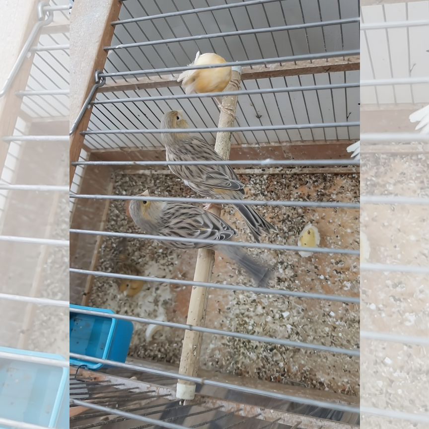 Цветные Канарейки агат жёлтый мозаик