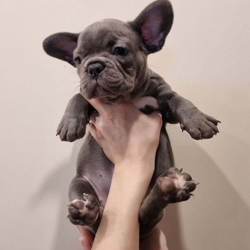 Французский бульдог Ванесса Нежнейшая